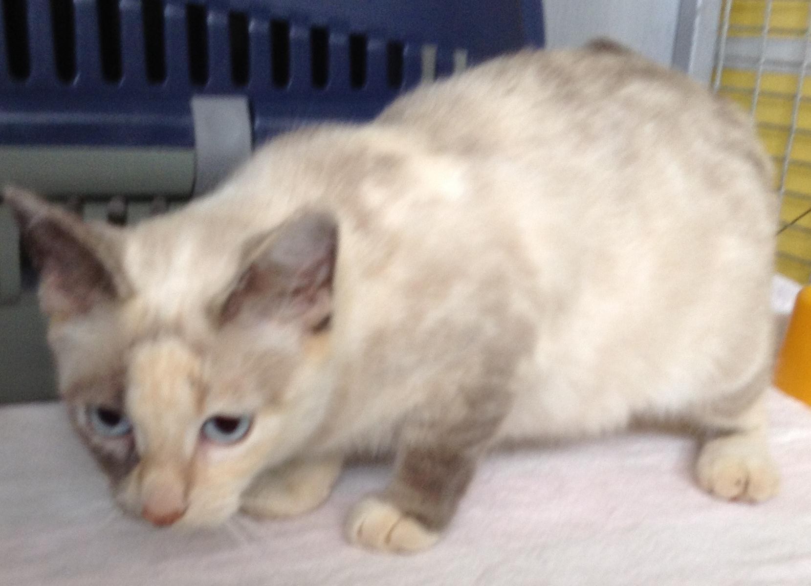 Marble - Female Layanese Cat in QLD - PetRescue
