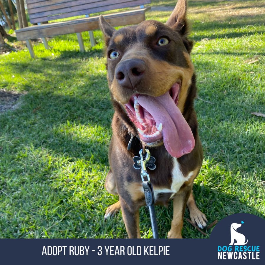 Ruby - 3 Year Old Kelpie (Trial 18/8/23) - Medium Female Kelpie Dog in ...