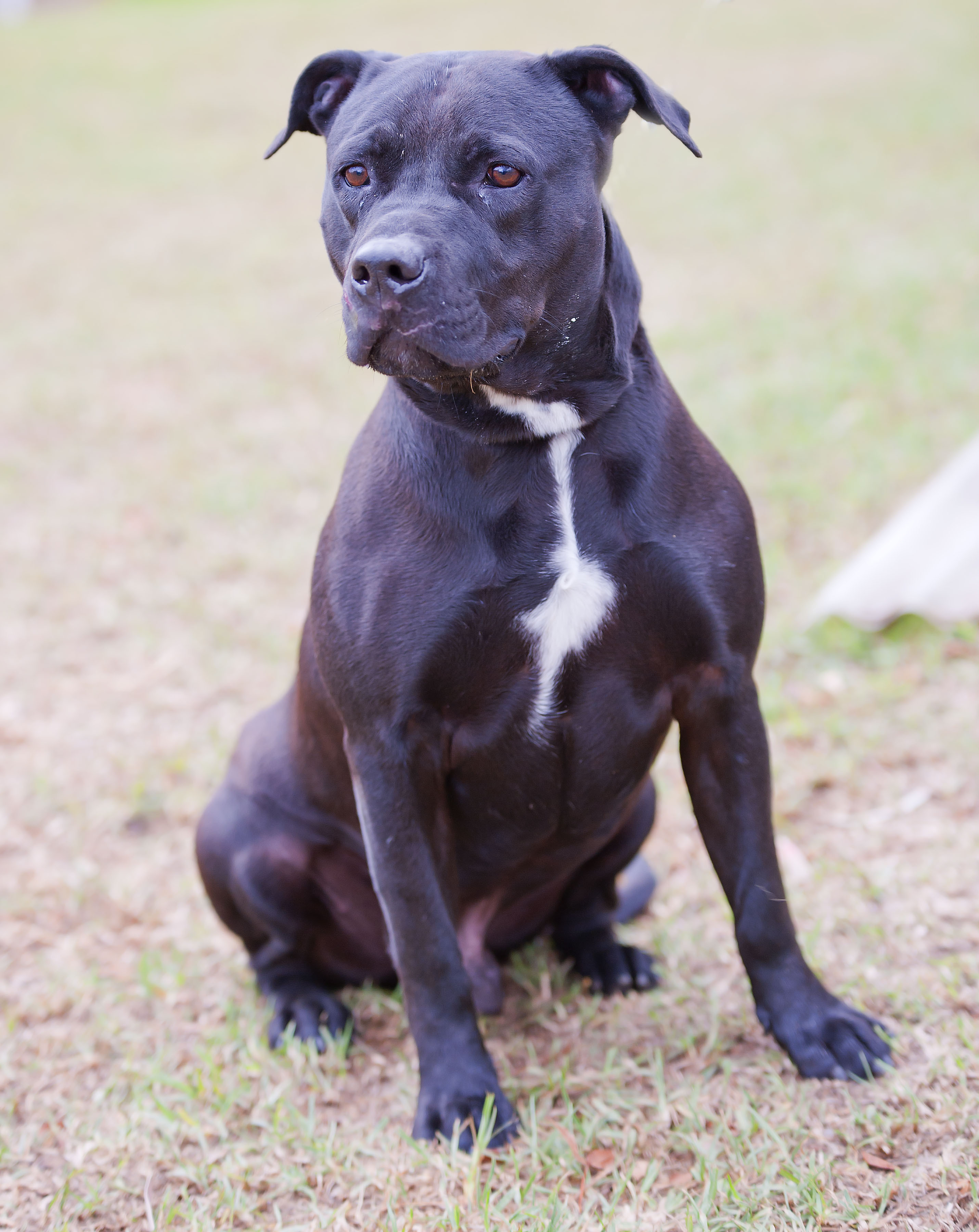 Henry ID6532 - Medium Male Labrador x Staffy Mix Dog in VIC - PetRescue