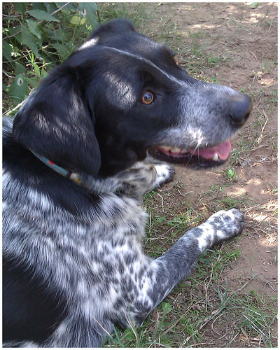 Abbey - Medium Female English Springer Spaniel x Australian Cattle Dog ...