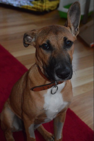 Wesley - Medium Male Whippet x German Shepherd Mix Dog in VIC - PetRescue