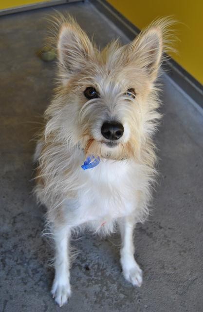 Charlie - Medium Male Basenji x Poodle Toy Mix Dog in QLD - PetRescue