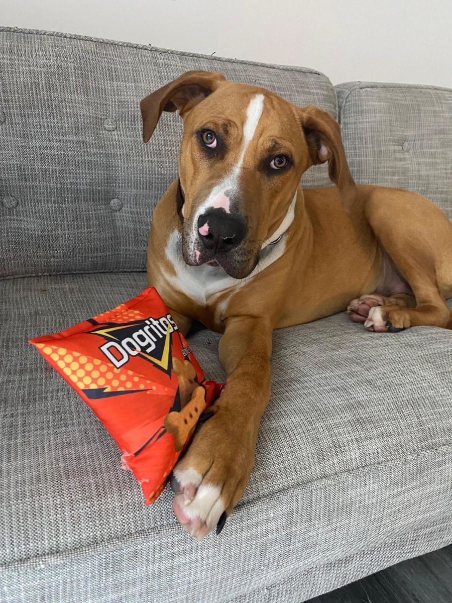 Frank - Large Male Mastiff Mix Dog in VIC - PetRescue