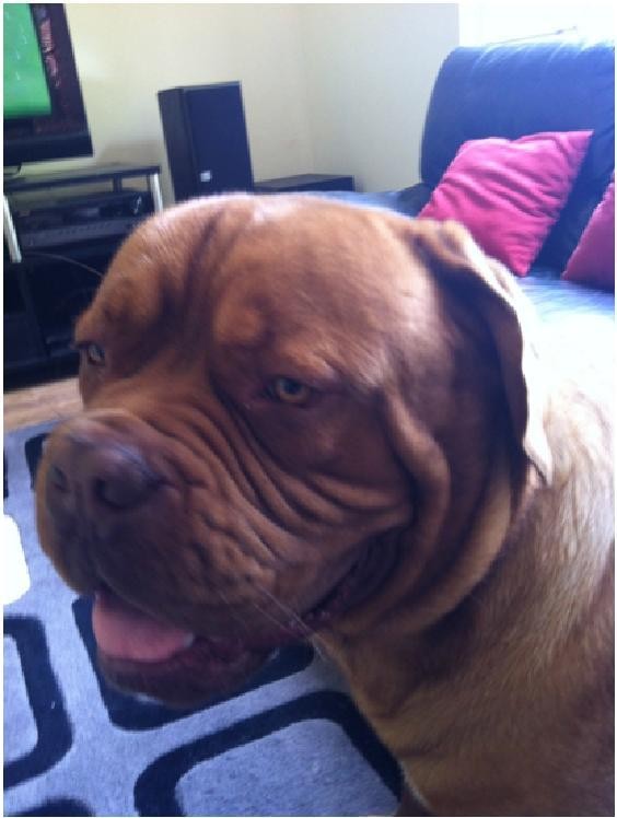 Bojo - Large Male Dogue De Bordeaux Dog in VIC - PetRescue