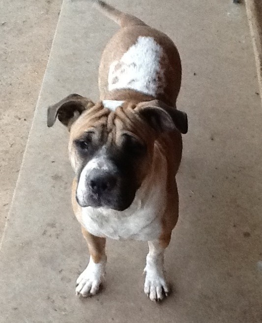Honey - Medium Female Shar Pei x Boxer Dog in NSW - PetRescue