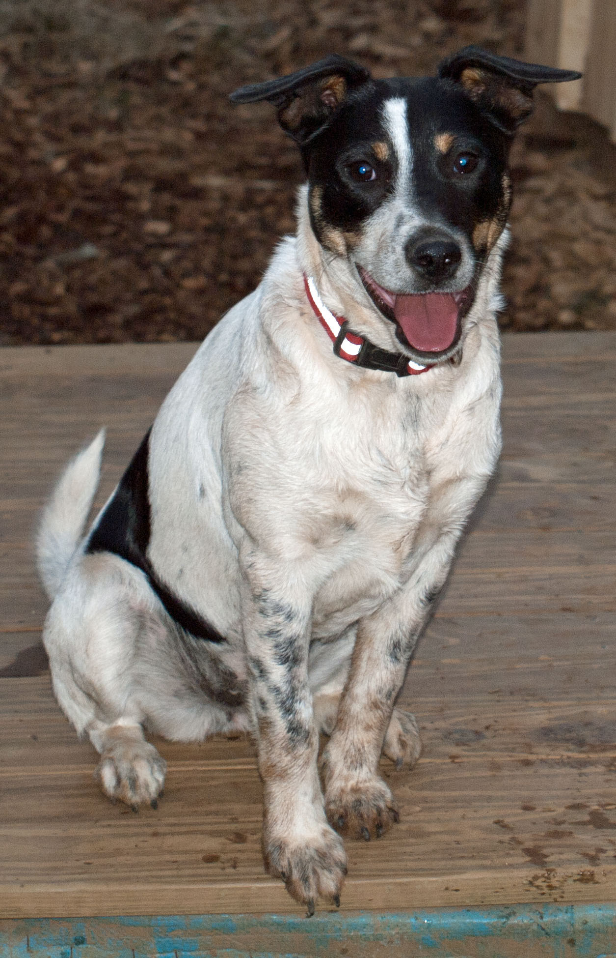 Lady-Lou - Small Female Foxie Cattle Cross Dog in NSW - PetRescue