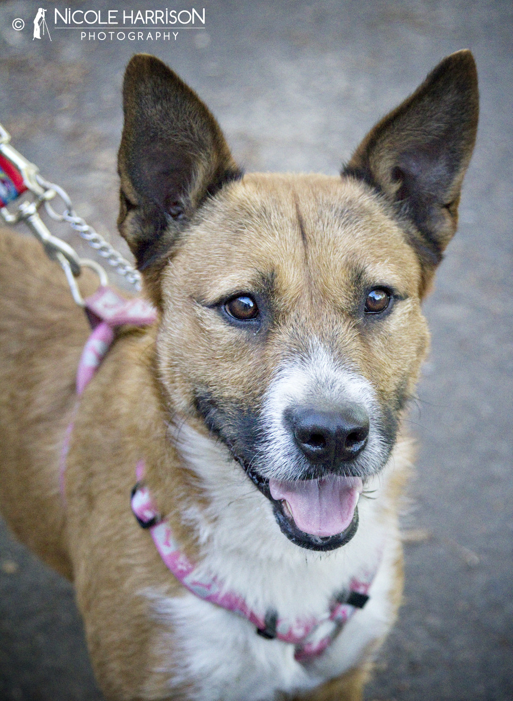 Hero - Medium Male Australian Cattle Dog Mix Dog in NSW - PetRescue