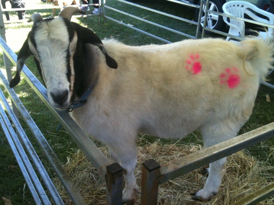 Maggie - Female Boer Mix Goat in QLD - PetRescue