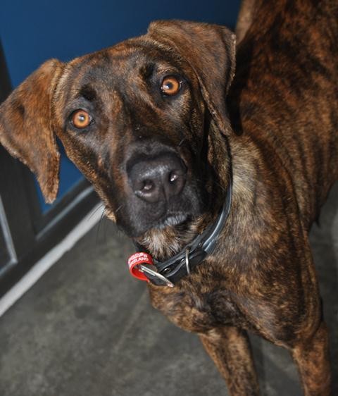 Kinsey - Large Female German Shorthaired Pointer x Hungarian Vizsla x ...