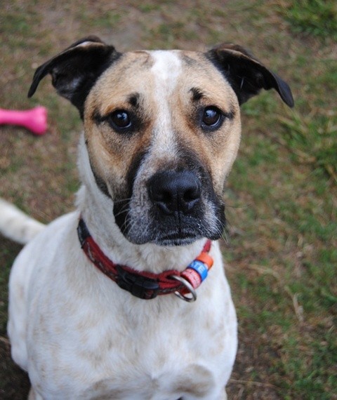 Romeo - Large Male Boxer x Australian Cattledog Mix Dog in QLD - PetRescue