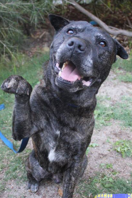 Banjo - Medium Male Staffy x Shar Pei Dog in WA - PetRescue