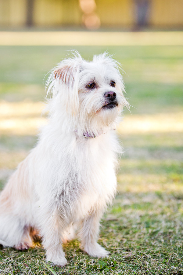 **On Trial** Astrid - Small Female Terrier Mix Dog in NSW - PetRescue