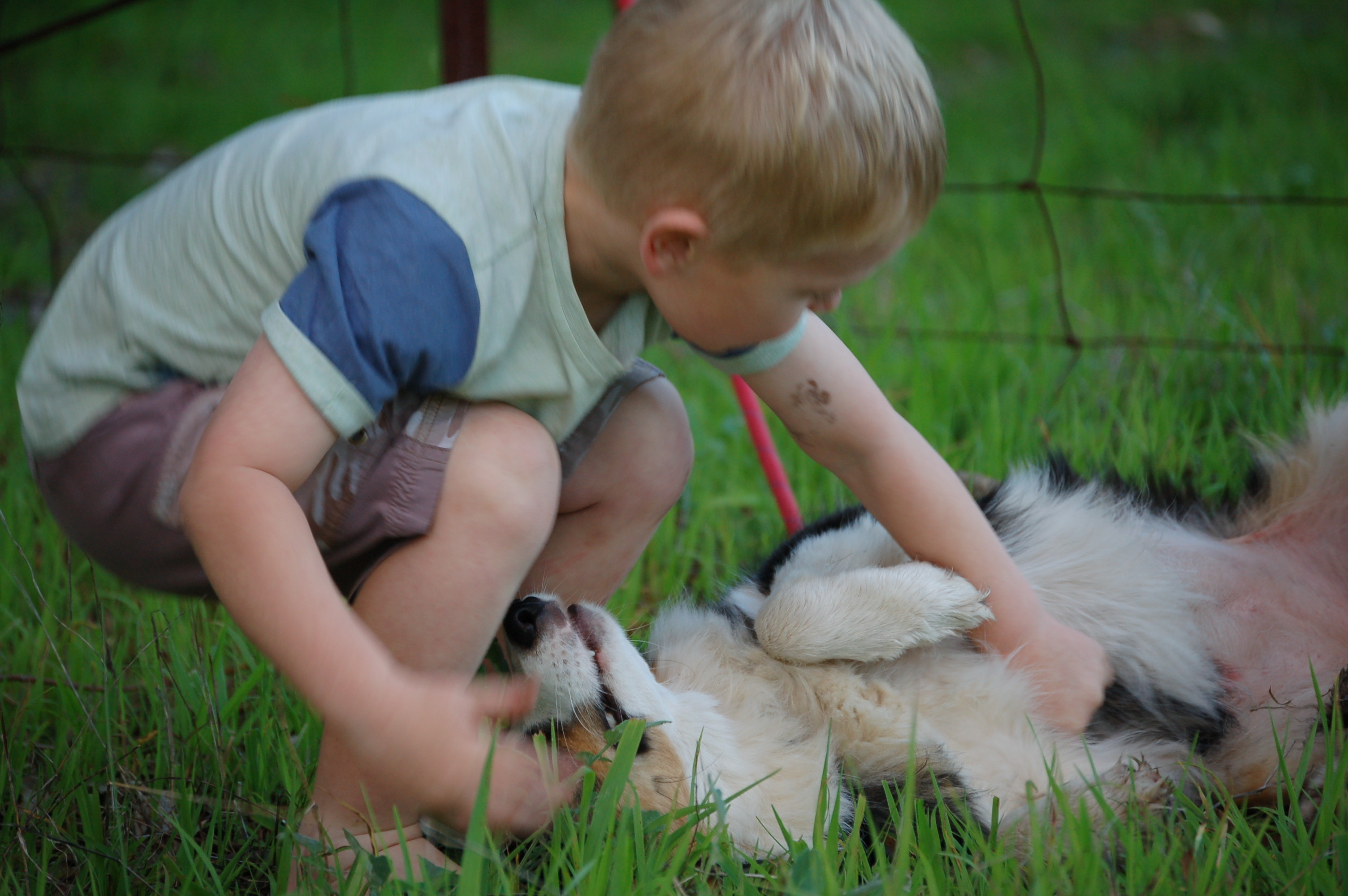 Ruby - Medium Female Border Collie Dog in WA - PetRescue