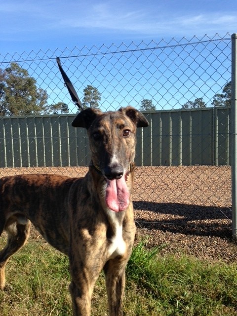 Cadel - Large Male Greyhound Dog in NSW - PetRescue