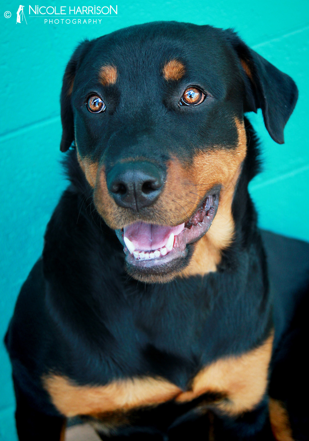Rowdy - Large Male Rottweiler Mix Dog in NSW - PetRescue