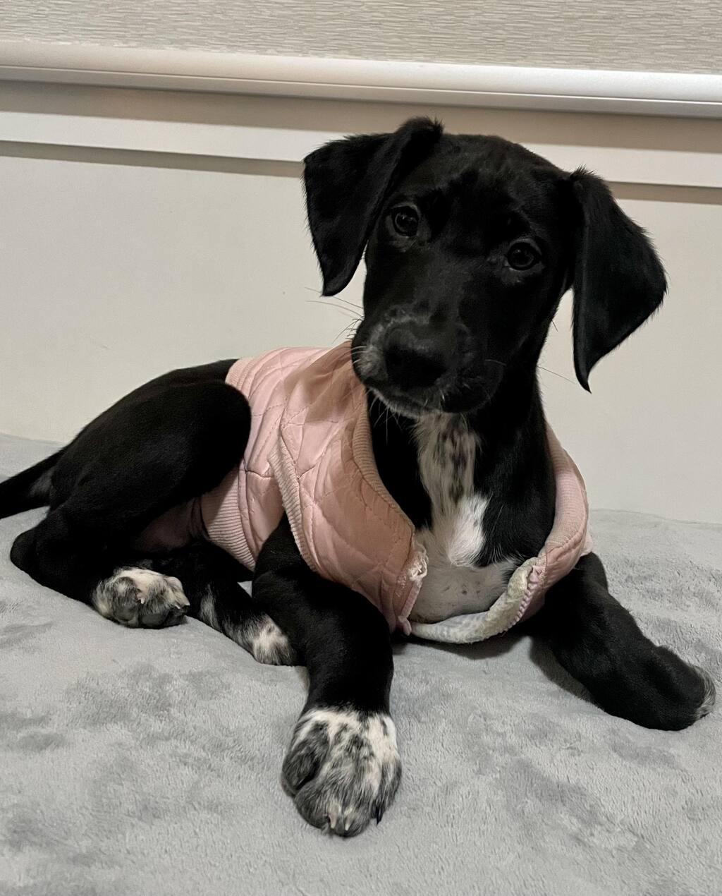 Ephyna - Medium Female German Shorthaired Pointer x Whippet Mix Dog in ...