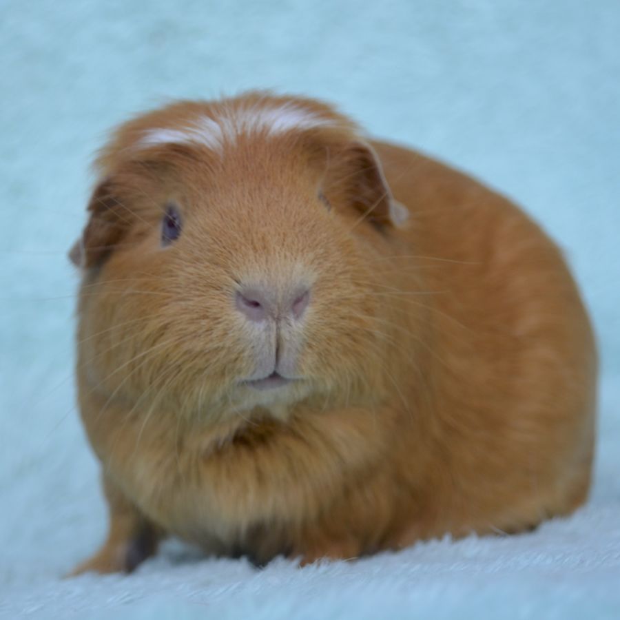 Mango Lassi - Female Short-hair Crested Guinea Pig in NSW - PetRescue