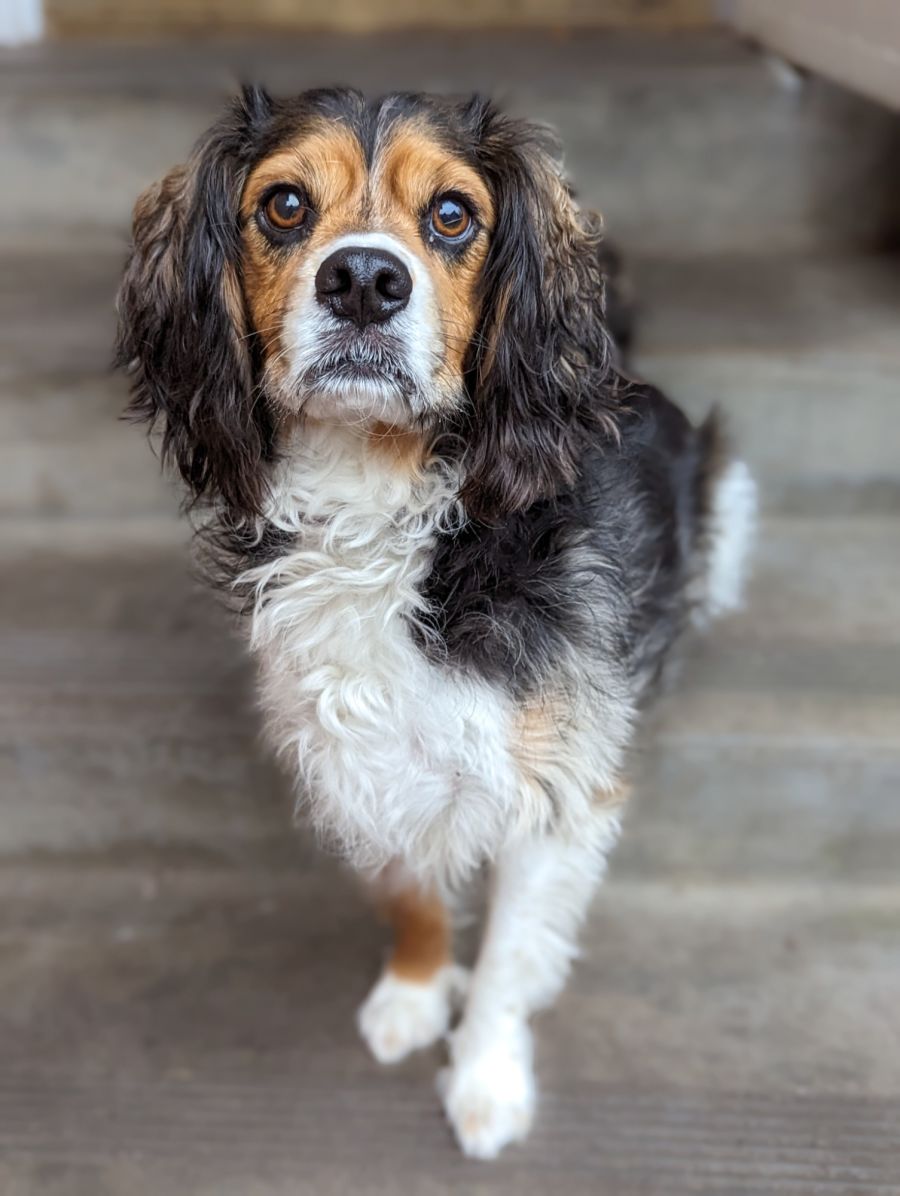 Augie - Medium Male Beagle x Cavalier King Charles Spaniel Mix Dog in ...
