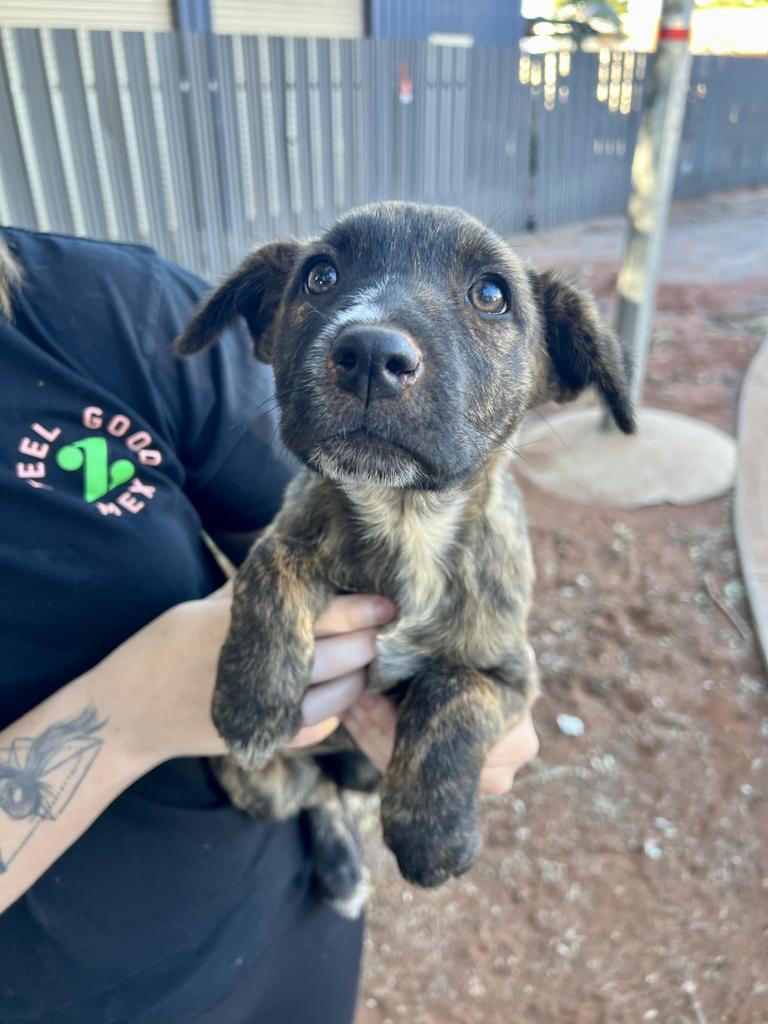 Walnut - Medium Female Australian Cattle Dog x Mastiff Mix Dog in WA ...