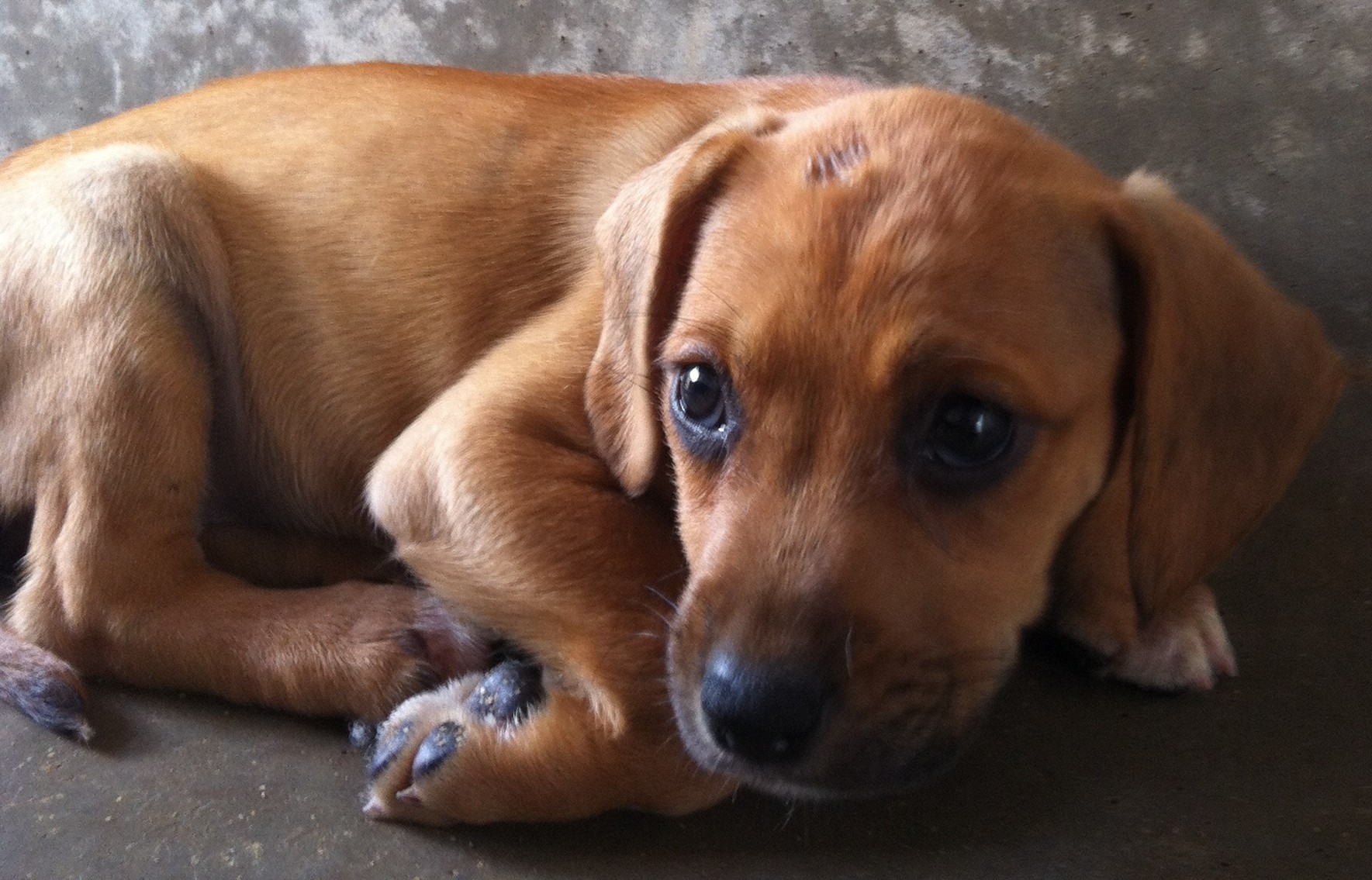 Webby - Medium Female Mix Dog in NT - PetRescue