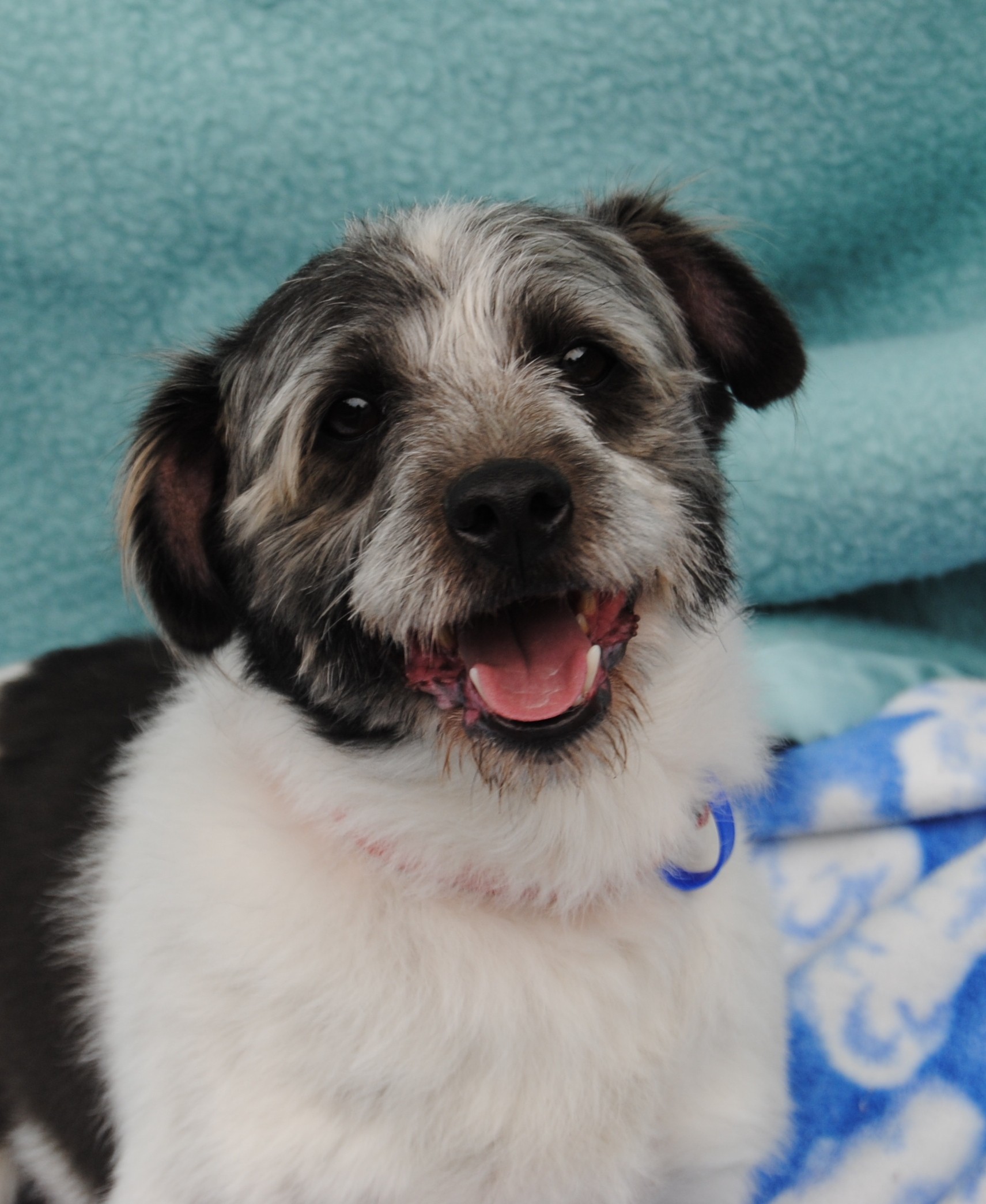 Spike - Medium Male Jack Russell Terrier x Shih Tzu Mix Dog in QLD ...