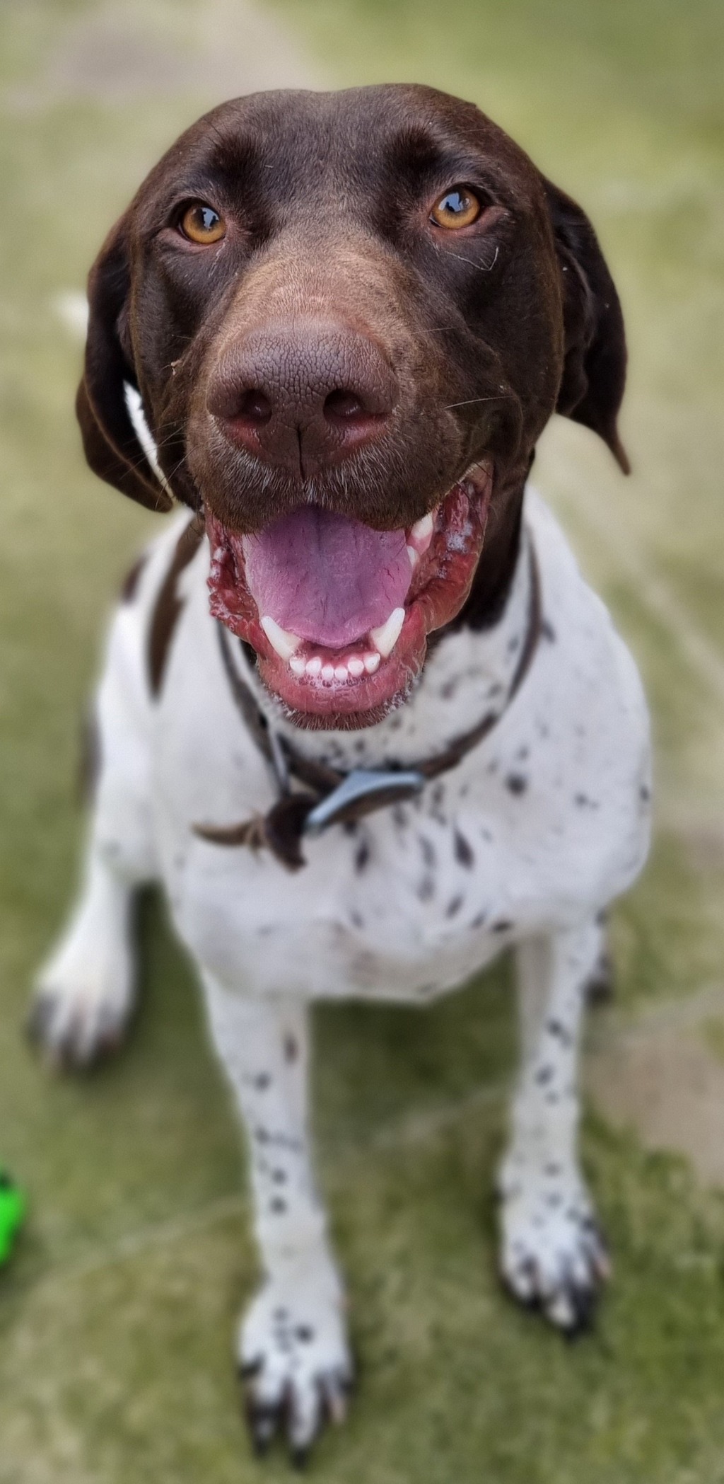 Koda - Large Female German Shorthaired Pointer Mix Dog in VIC - PetRescue