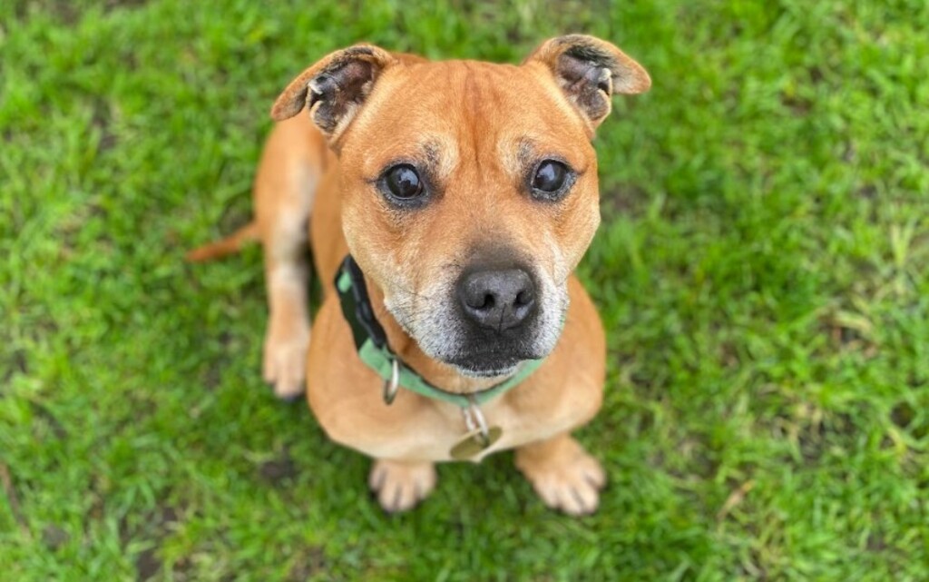 Scrappy - Medium Male Jack Russell Terrier x Staffy Mix Dog in VIC ...