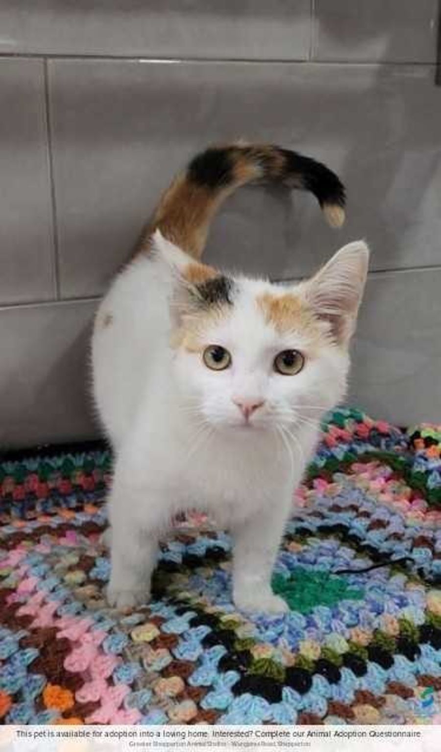 Bismuth - Female Domestic Short Hair Cat in VIC - PetRescue