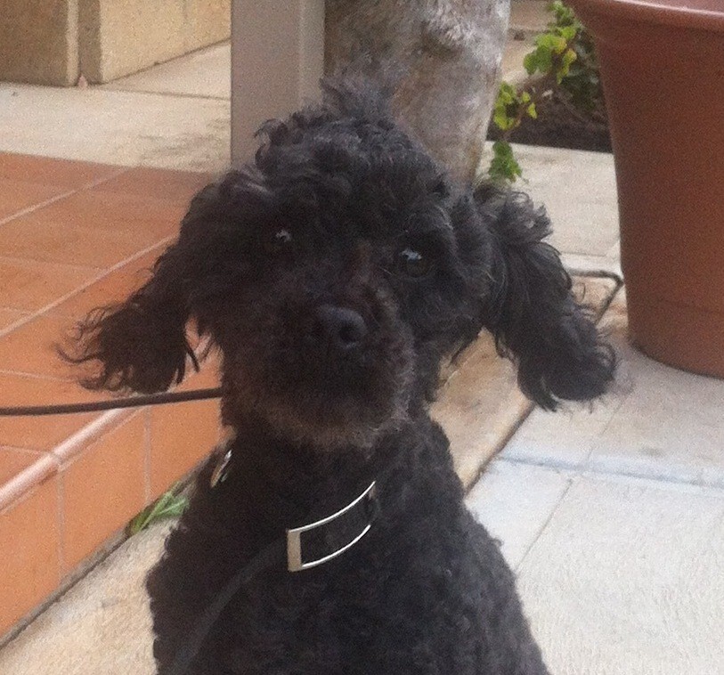 Jolly Jacques - Small Male Poodle Dog in SA - PetRescue