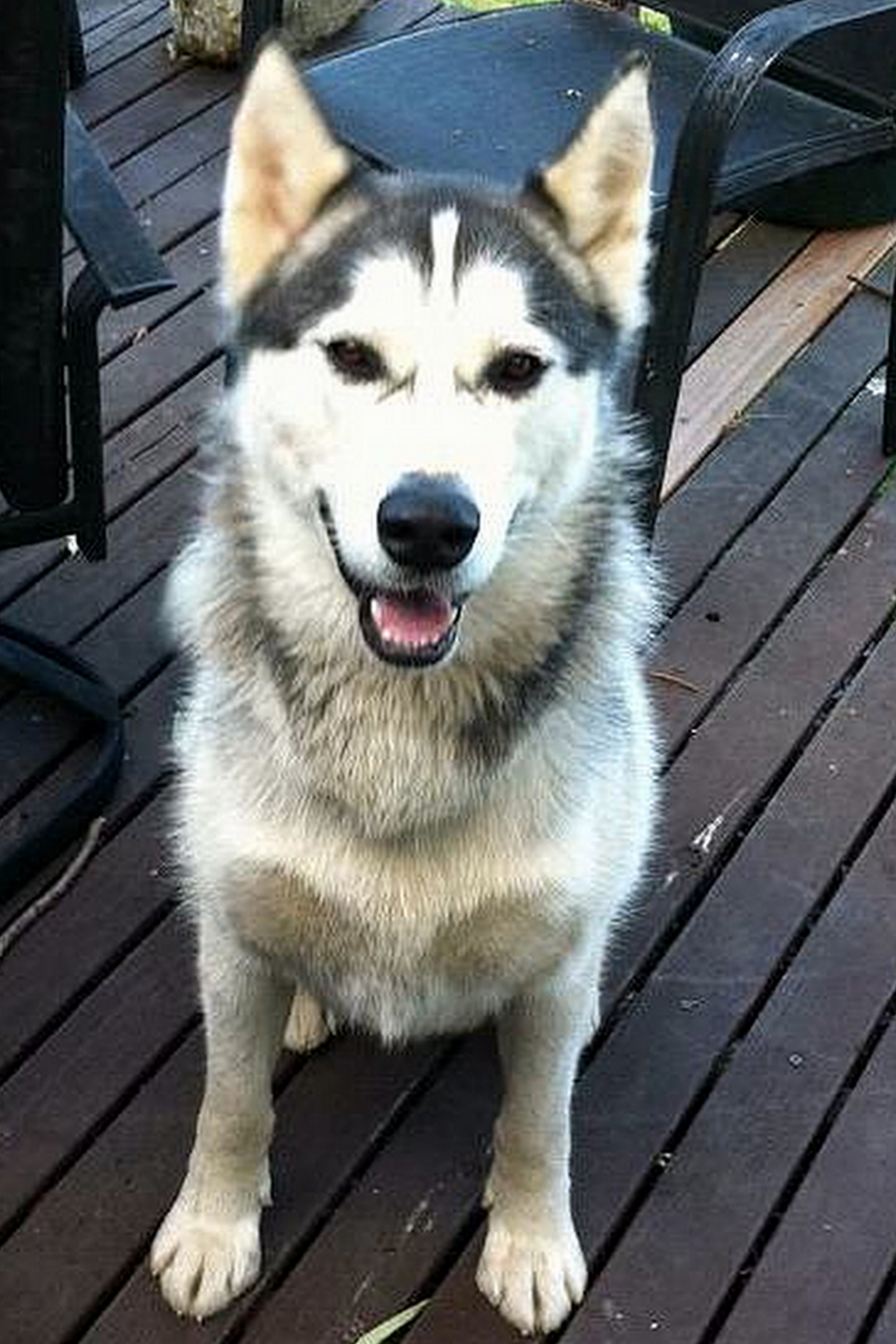 Gazoo (Zooey) - Large Male Alaskan Malamute x Husky Dog in NSW - PetRescue