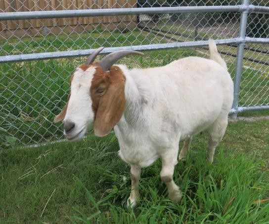 Sandy - Female Boer x Australian Bush Goat Mix Goat in QLD - PetRescue