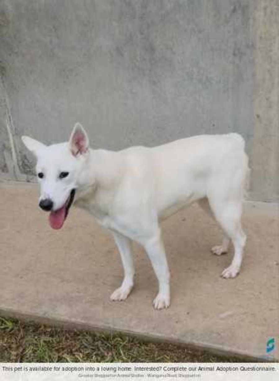 Lola - Large Female White Shepherd Dog Mix Dog in VIC - PetRescue