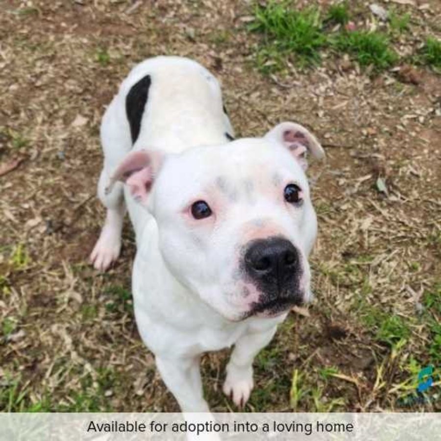 Stormie - Medium Female Staffy Dog in VIC - PetRescue