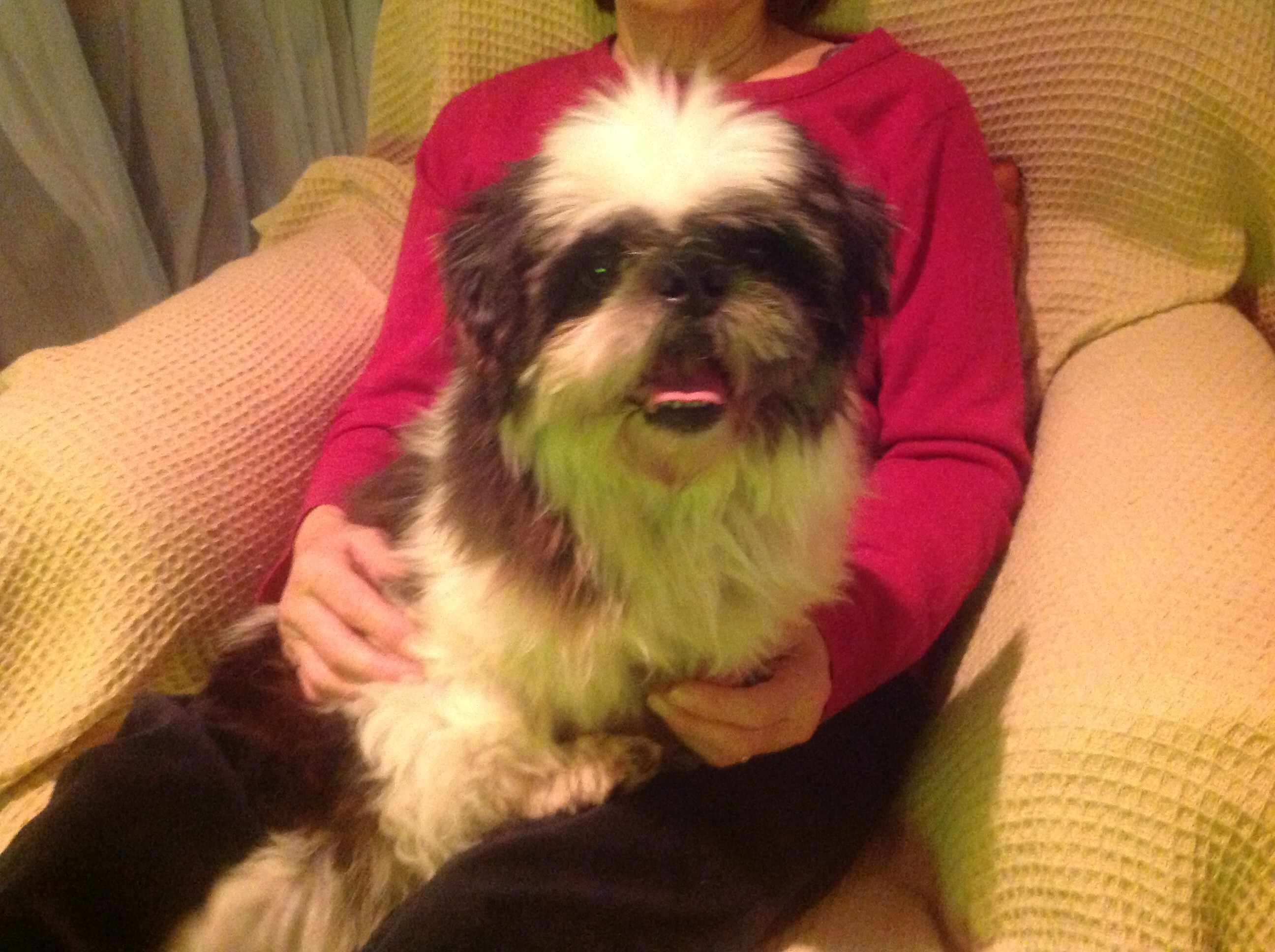 Christopher - Small Male Shih Tzu Dog in NSW - PetRescue