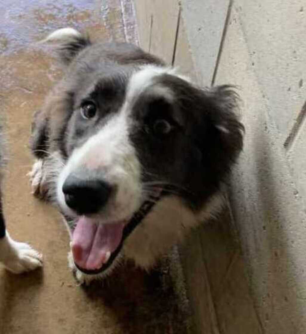 Lily - Medium Female Border Collie Dog in QLD - PetRescue