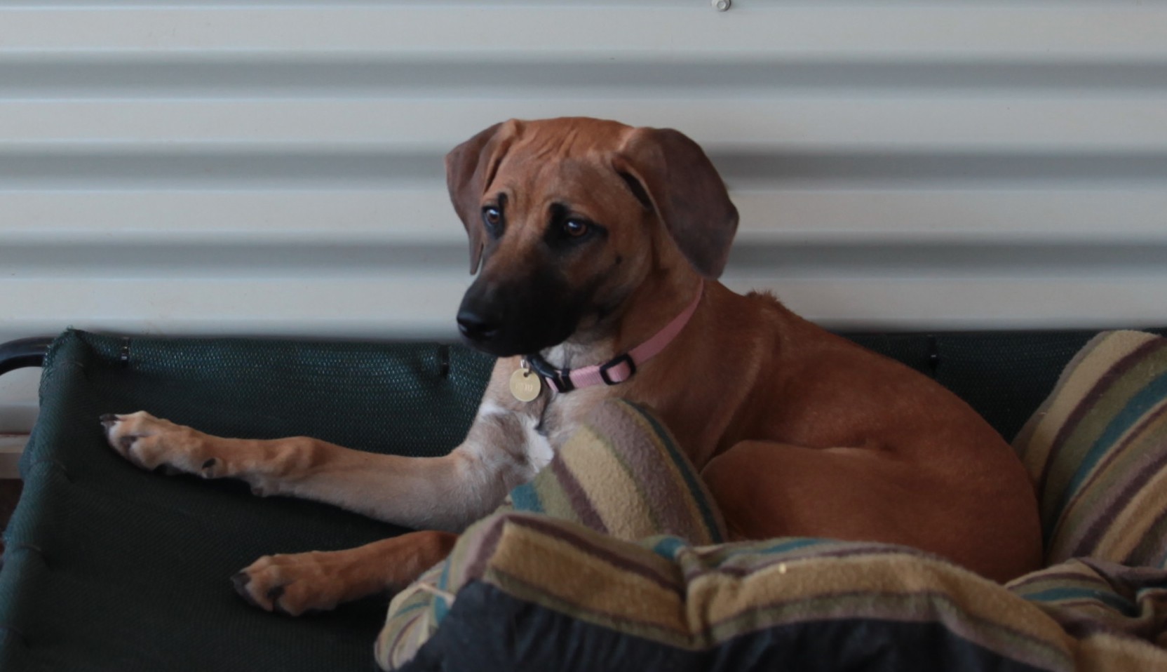 Lily_HD312 - Large Female Ridgeback x Cross breed Dog in WA - PetRescue