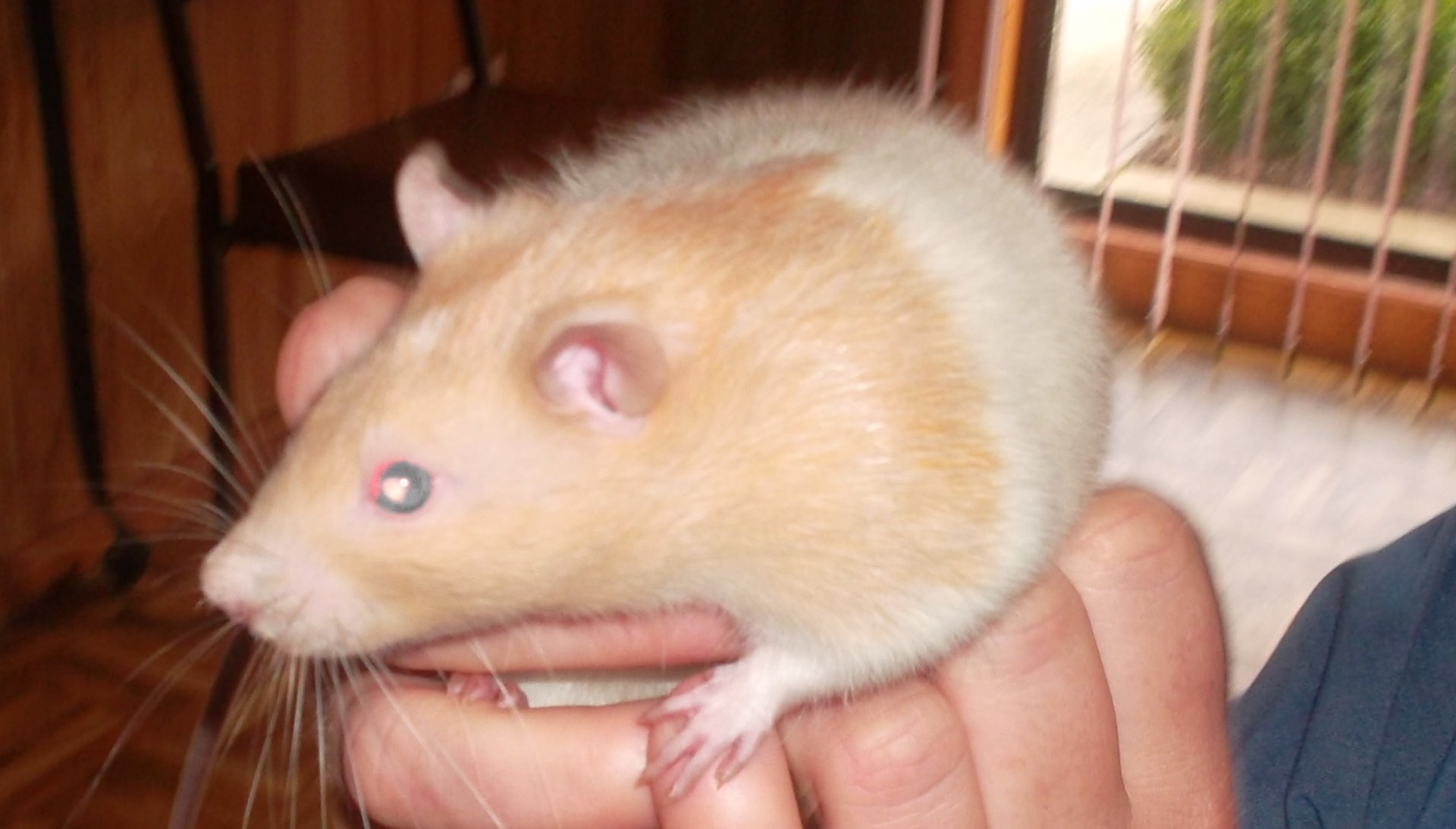 Dancer - Medium Female Rat x Rat Unspecified Mix Dog in QLD - PetRescue