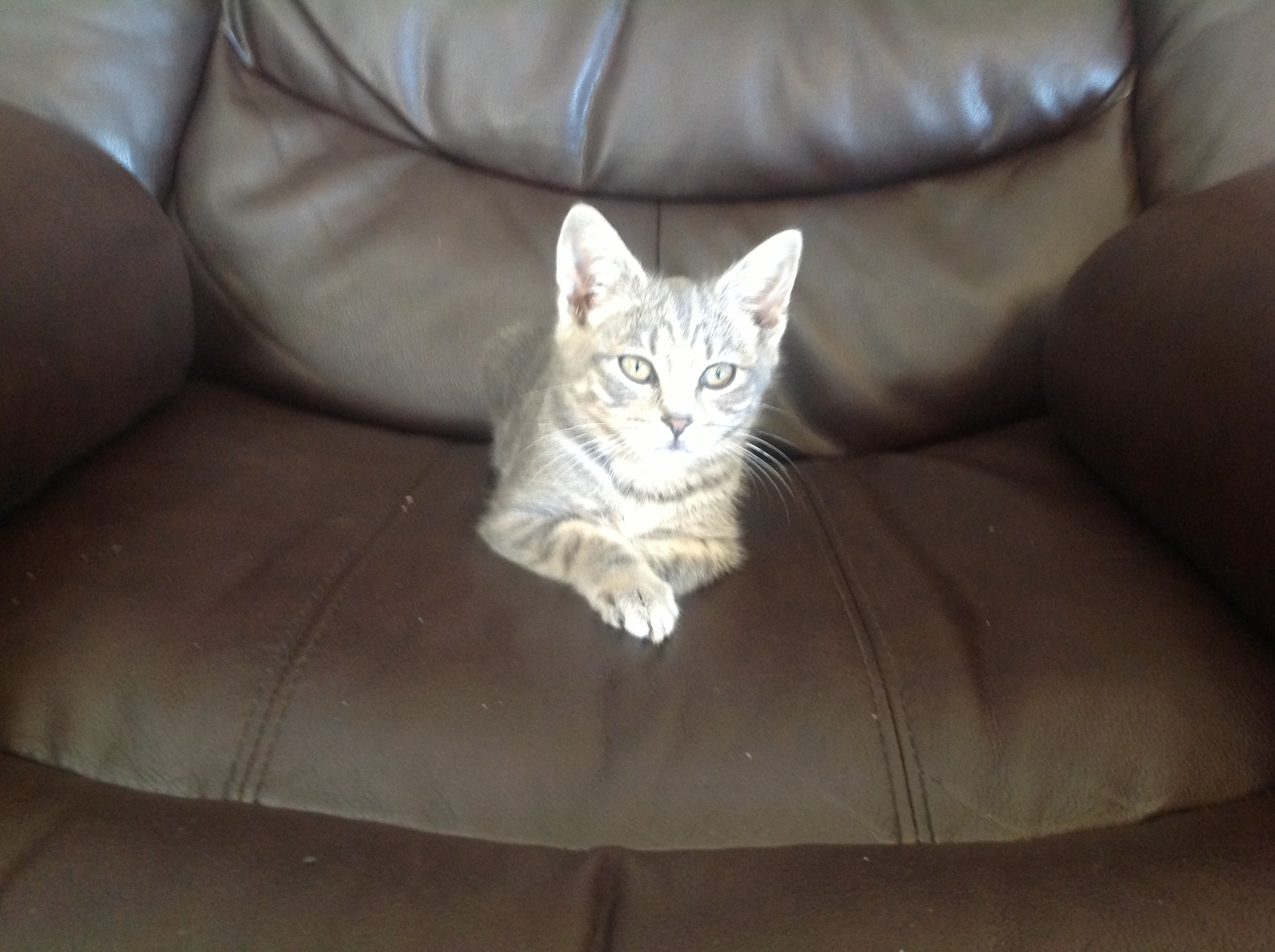 Payton - Female Domestic Short Hair Cat in QLD - PetRescue