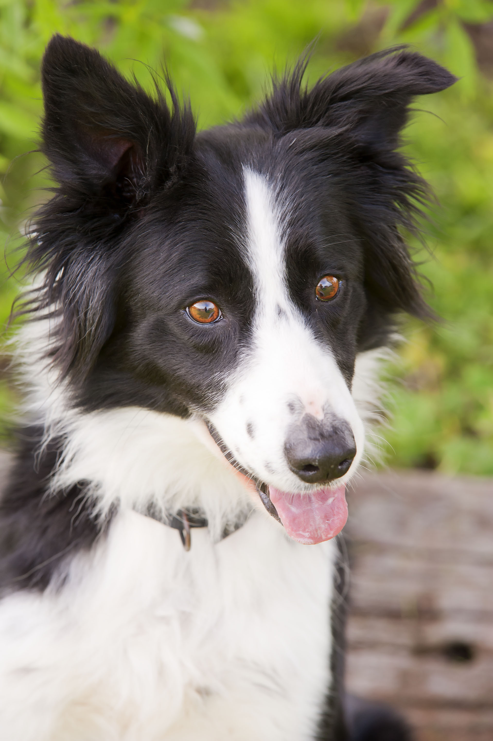 Duke ID17193 - Medium Female Border Collie Dog in VIC - PetRescue