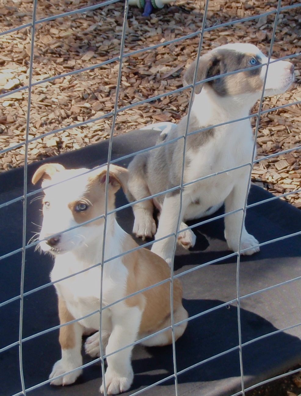Lochie (E1024) - Medium Male Dog in NSW - PetRescue