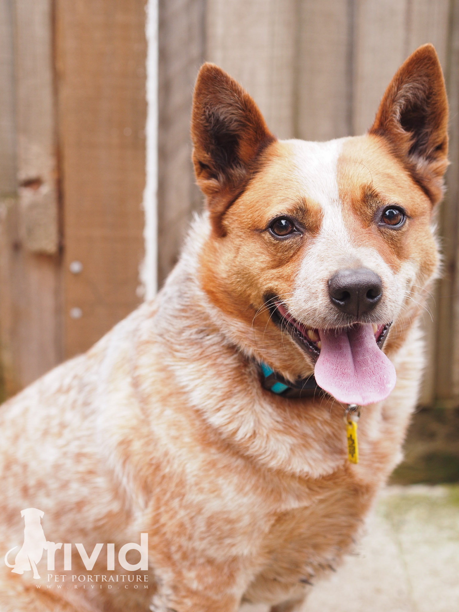 Clifford - Medium Male Red Heeler Dog in VIC - PetRescue