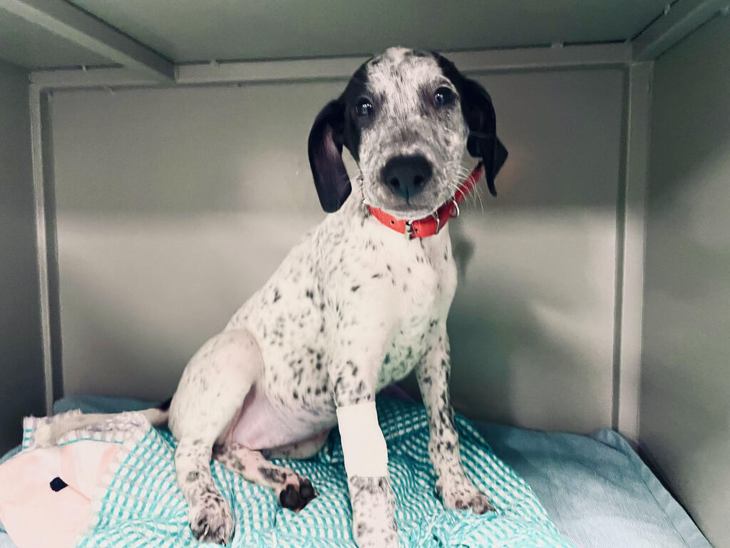 Bunny - Medium Female German Shorthaired Pointer x Whippet Mix Dog in ...