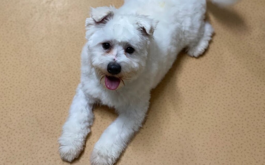 Homer - Medium Male Poodle x Japanese Spitz Mix Dog in VIC - PetRescue