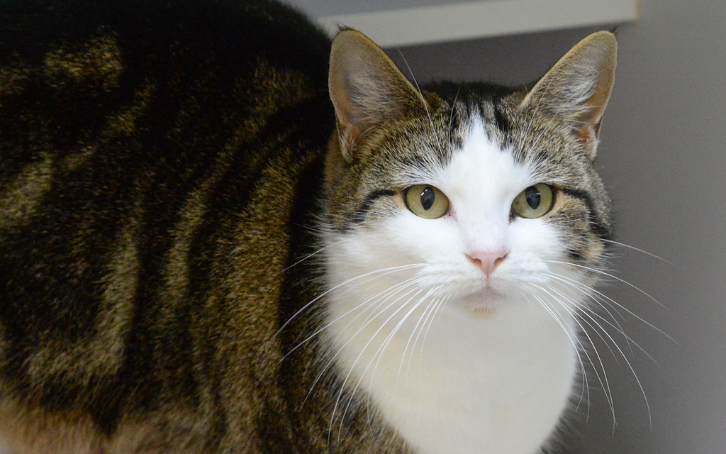 Lady Sprinkles - Female Domestic Short Hair Mix Cat in VIC - PetRescue