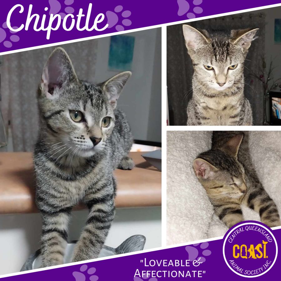 Chipotle - Female Domestic Short Hair Cat in QLD - PetRescue