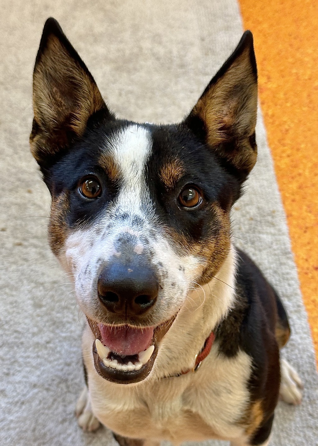 Sage - Medium Female Bull Terrier x Smooth Collie Mix Dog in QLD ...
