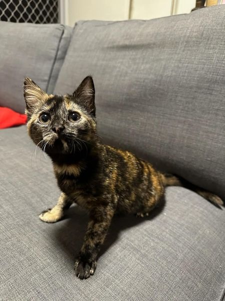 Harper - Female Domestic Short Hair Cat in WA - PetRescue