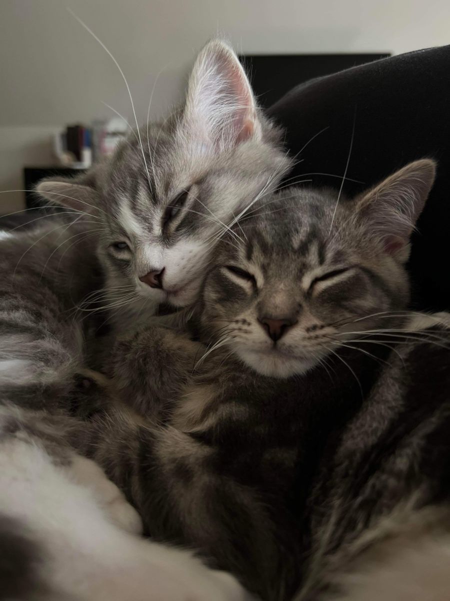 Poppy & Henry - Male Domestic Medium Hair Cat in VIC - PetRescue