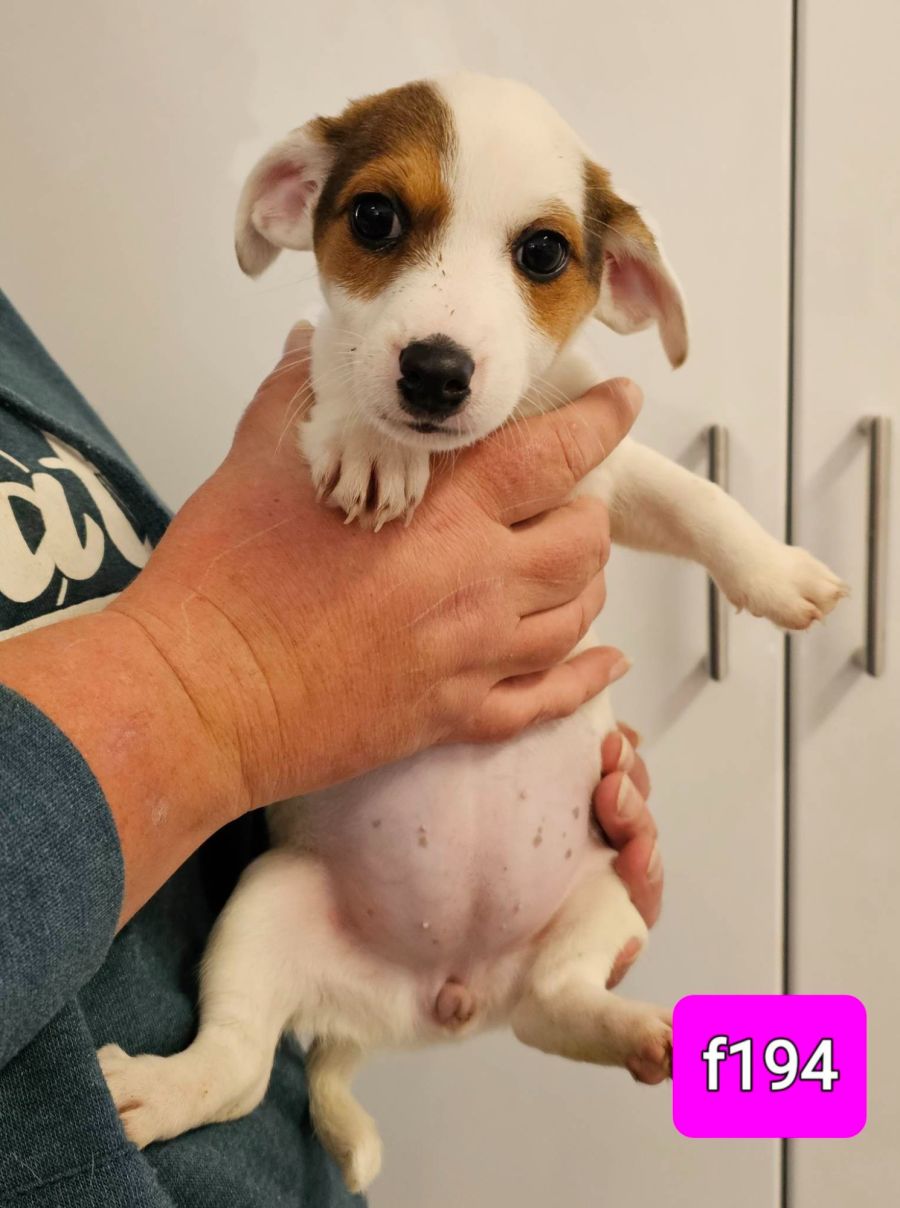 Paisley - Small Female Jack Russell Terrier Mix Dog in NSW - PetRescue