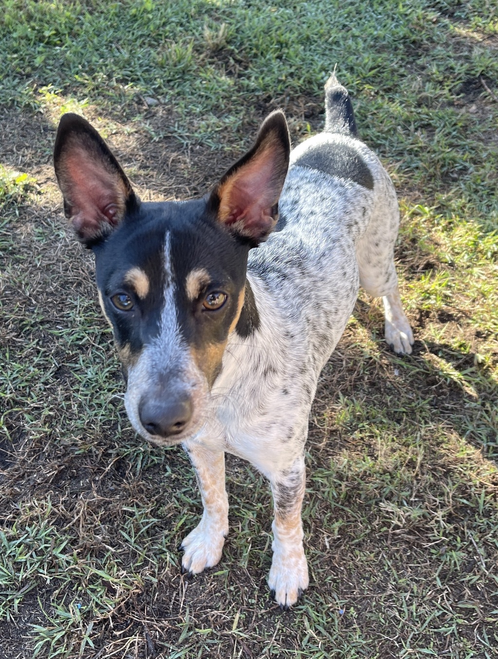 Joe - Small Male Miniature Fox Terrier Mix Dog in QLD - PetRescue